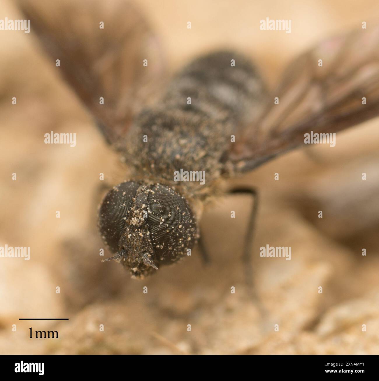 Vanus hi-res stock photography and images - Alamy