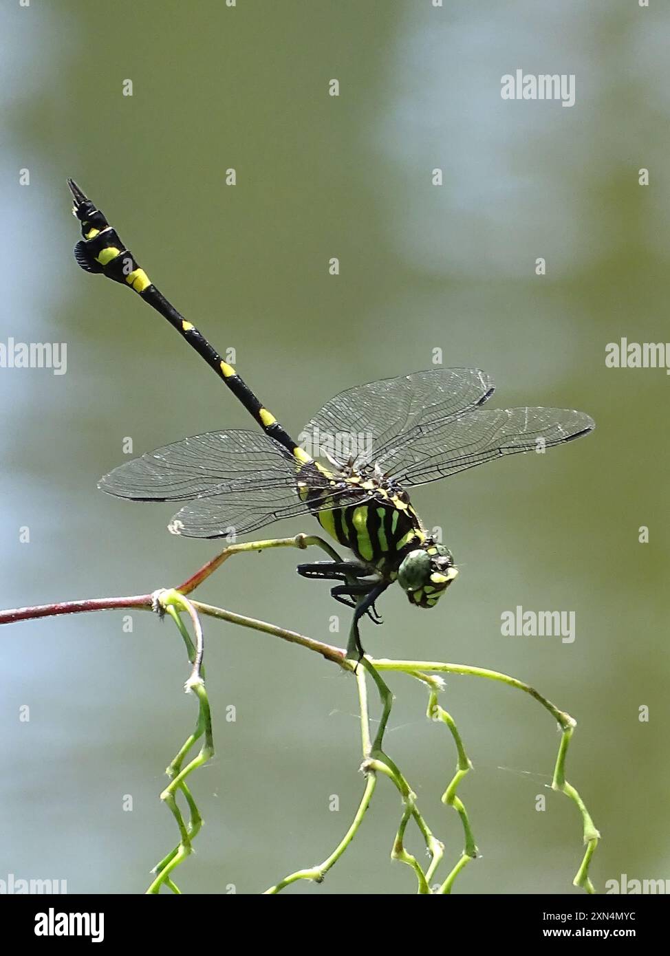 Indian Common Clubtail (Ictinogomphus rapax) Insecta Stock Photo - Alamy
