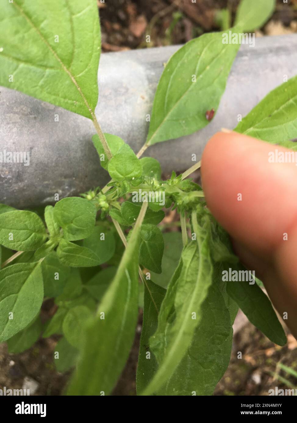 Pennsylvania pellitory (Parietaria pensylvanica) Plantae Stock Photo ...