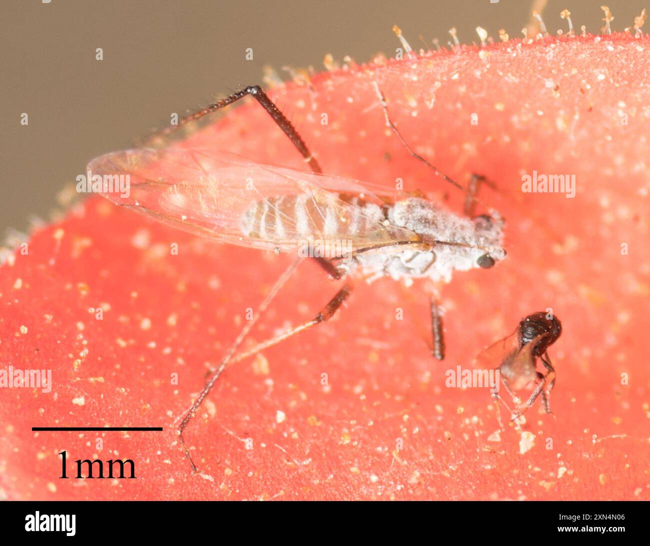 Pine Needle Aphids (Eulachnus) Insecta Stock Photo - Alamy