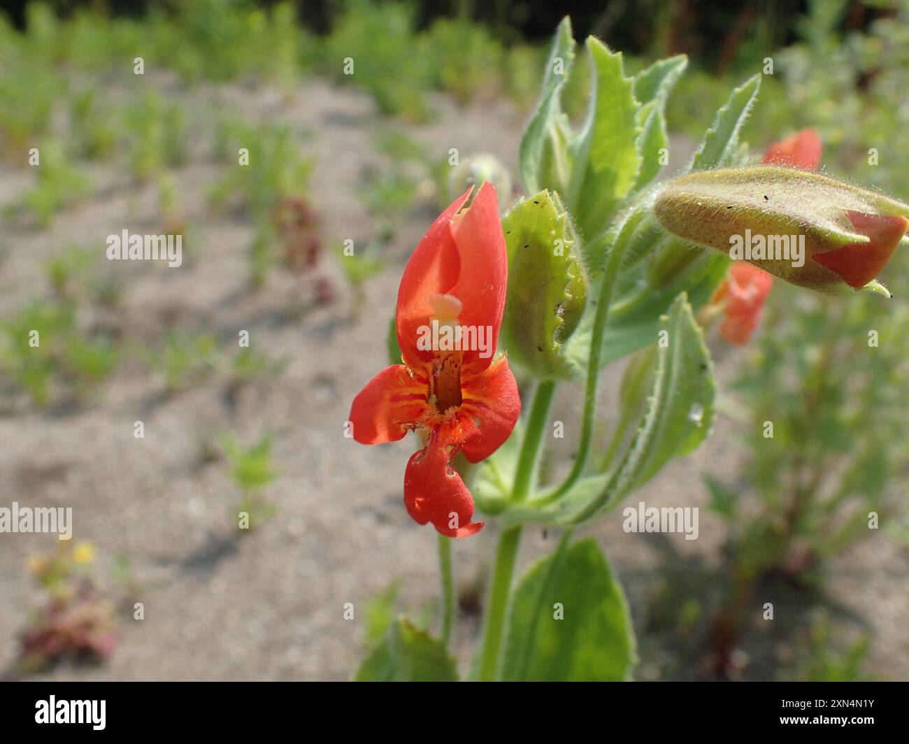 scarlet monkeyflower (Erythranthe cardinalis) Plantae Stock Photo - Alamy