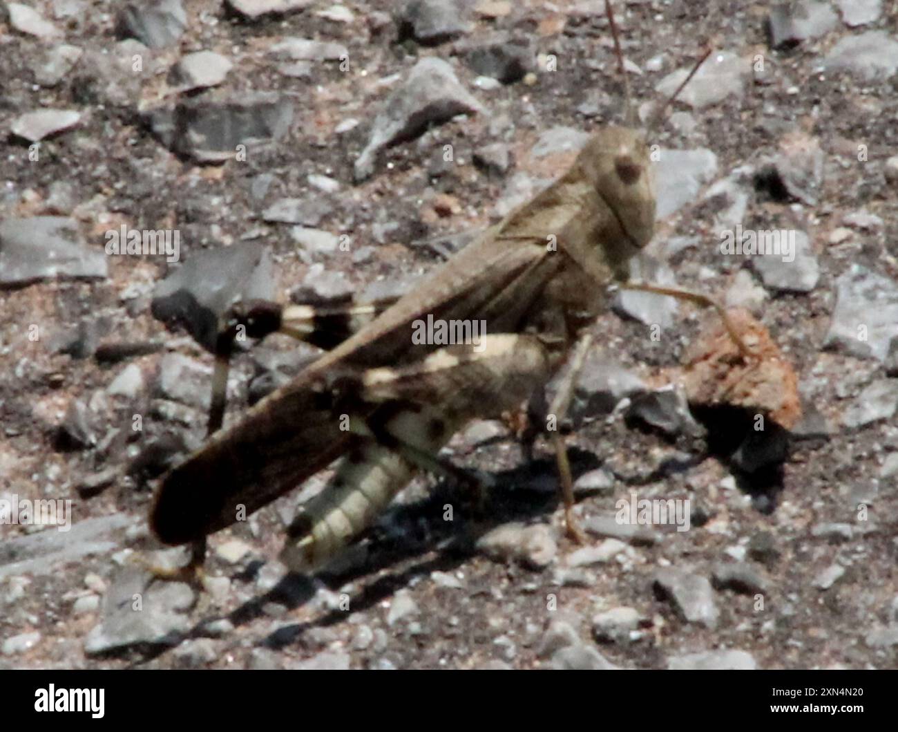 Plains Yellow-winged Grasshopper (Arphia simplex) Insecta Stock Photo ...