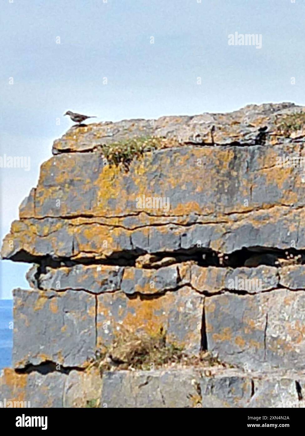 Pipits (Anthus) Aves Stock Photo - Alamy