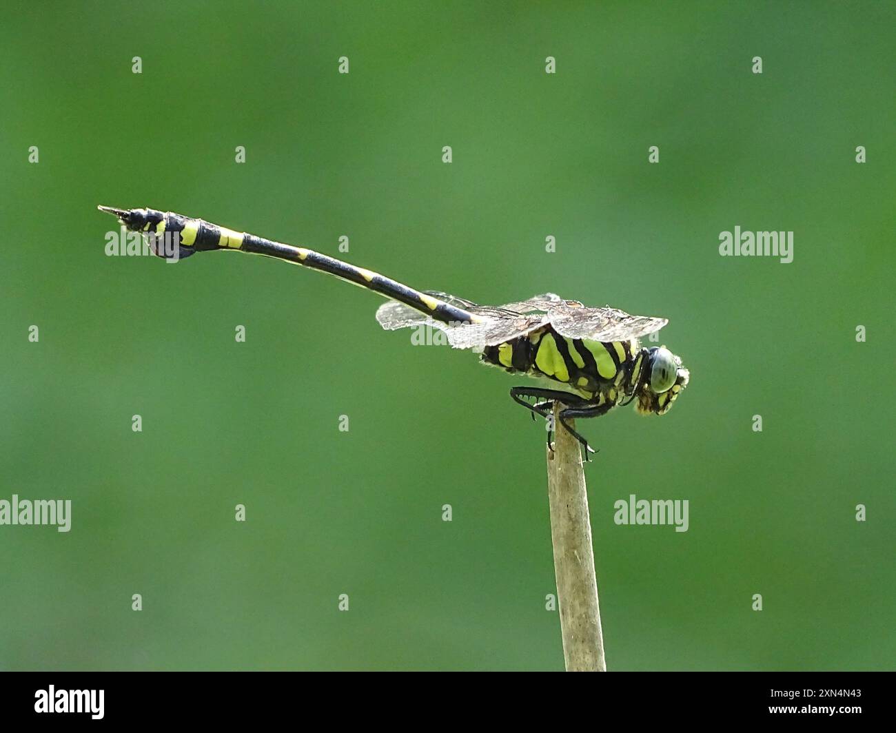 Indian Common Clubtail (Ictinogomphus rapax) Insecta Stock Photo - Alamy