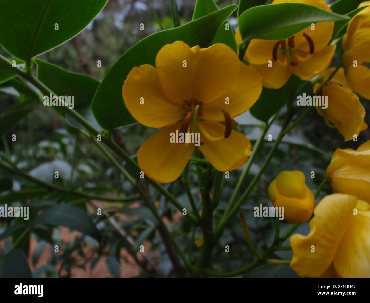 Arsenic Bush (Senna septemtrionalis) Plantae Stock Photo - Alamy
