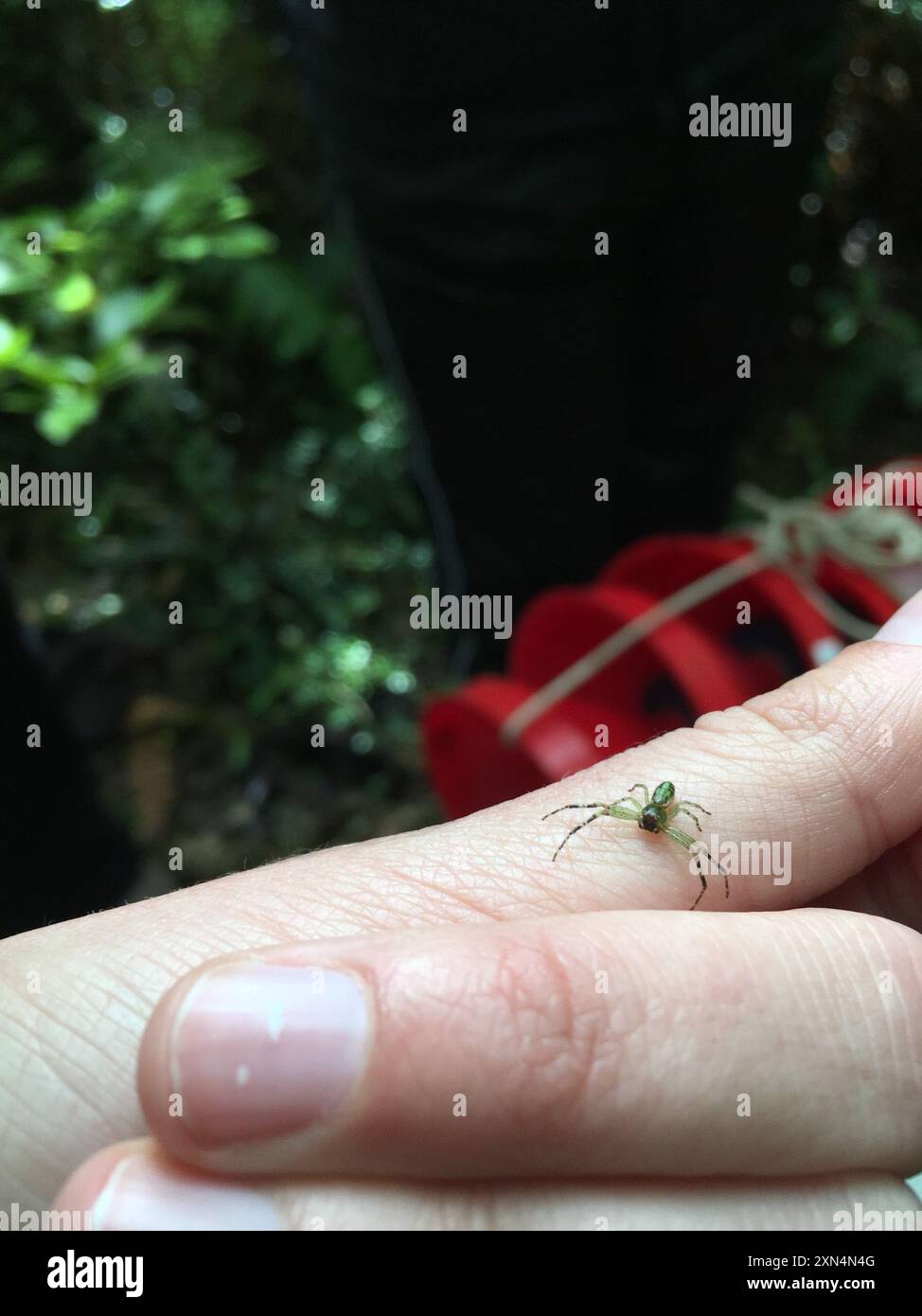 Flower Spiders (Diaea) Arachnida Stock Photo - Alamy