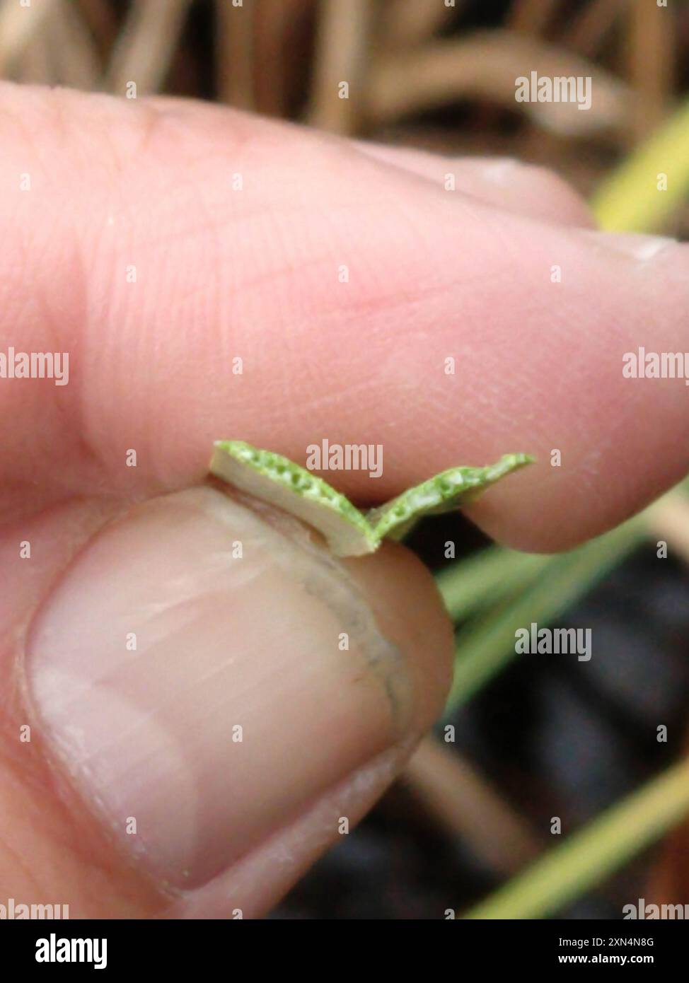 Swamp Sawgrass (Cladium mariscus) Plantae Stock Photo - Alamy