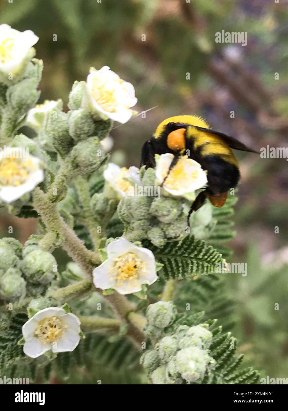 Morrison's Bumble Bee (Bombus morrisoni) Insecta Stock Photo - Alamy