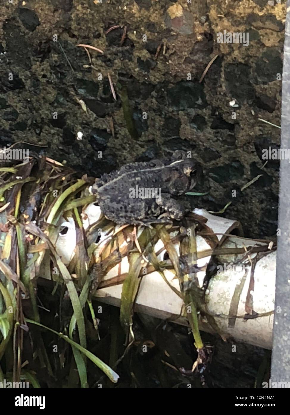 Eastern American Toad (Anaxyrus americanus americanus) Amphibia Stock ...