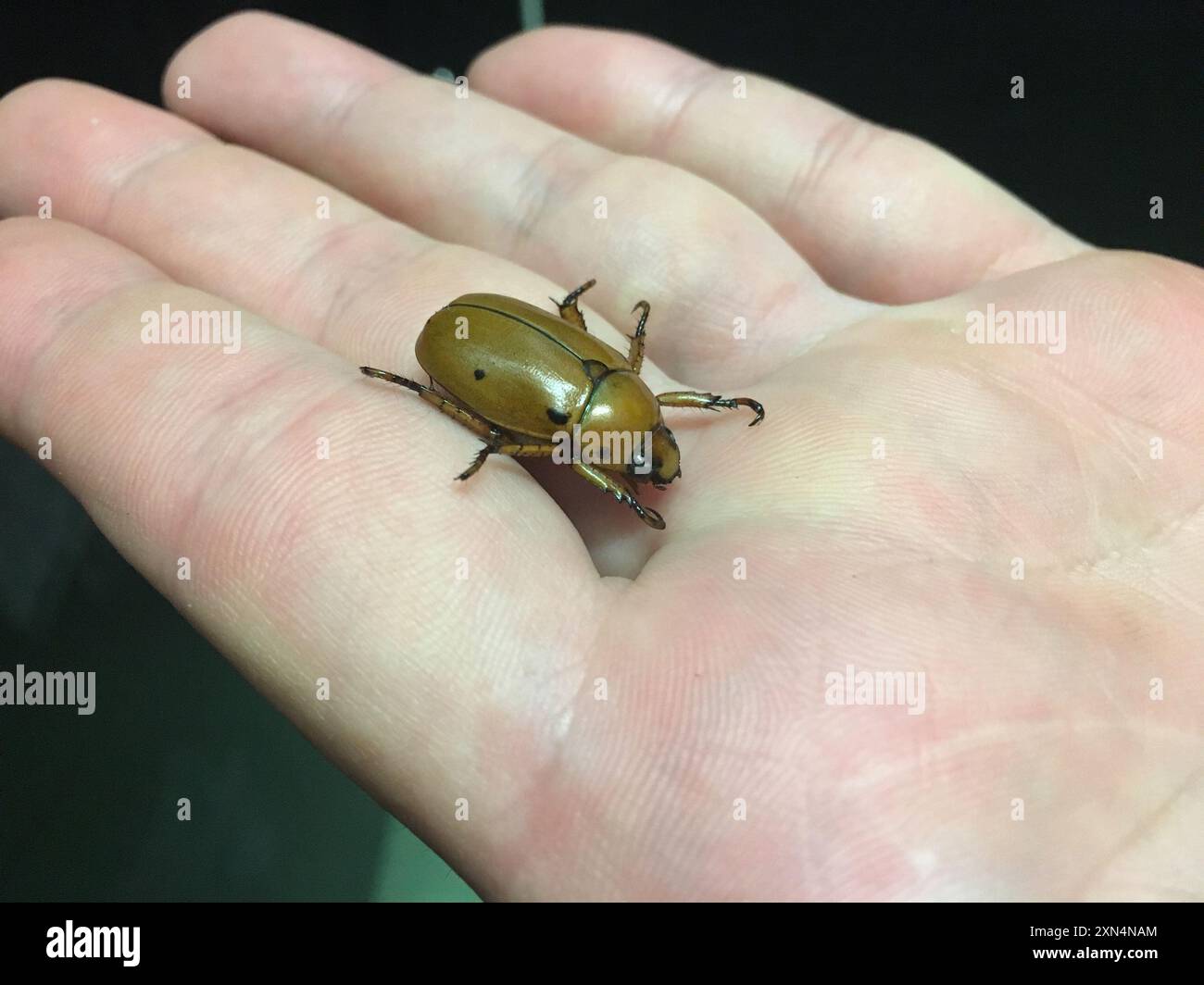 Grapevine Beetle (Pelidnota punctata) Insecta Stock Photo - Alamy