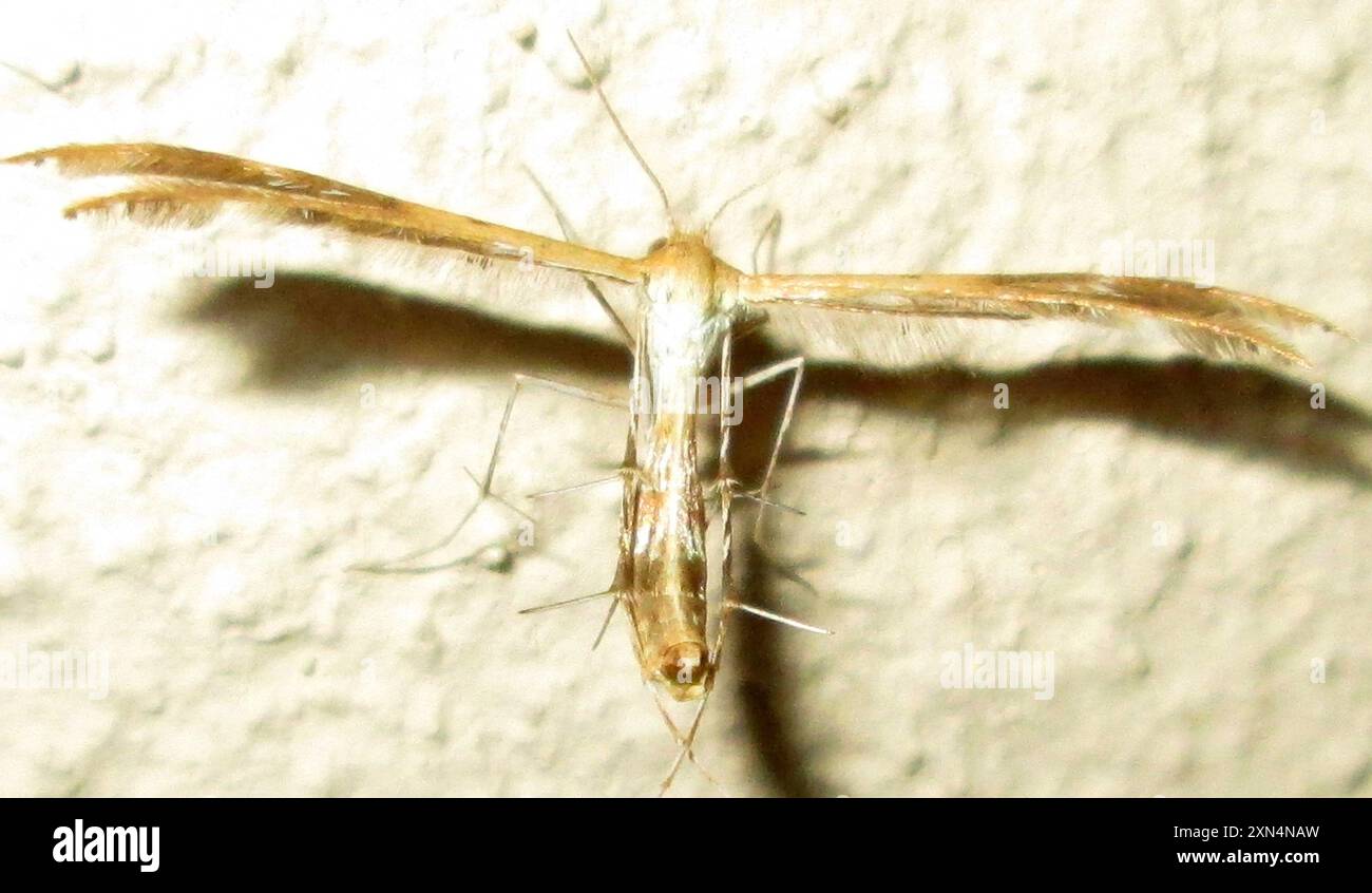 Spiderling Plume Moth (Megalorhipida leucodactylus) Insecta Stock Photo ...