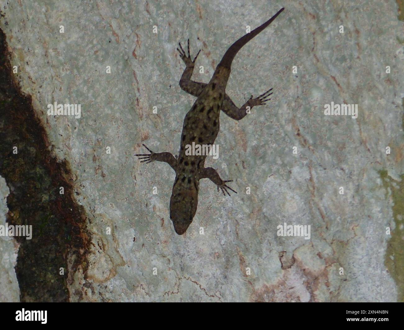 Yellow-headed Gecko (Gonatodes albogularis) Reptilia Stock Photo - Alamy