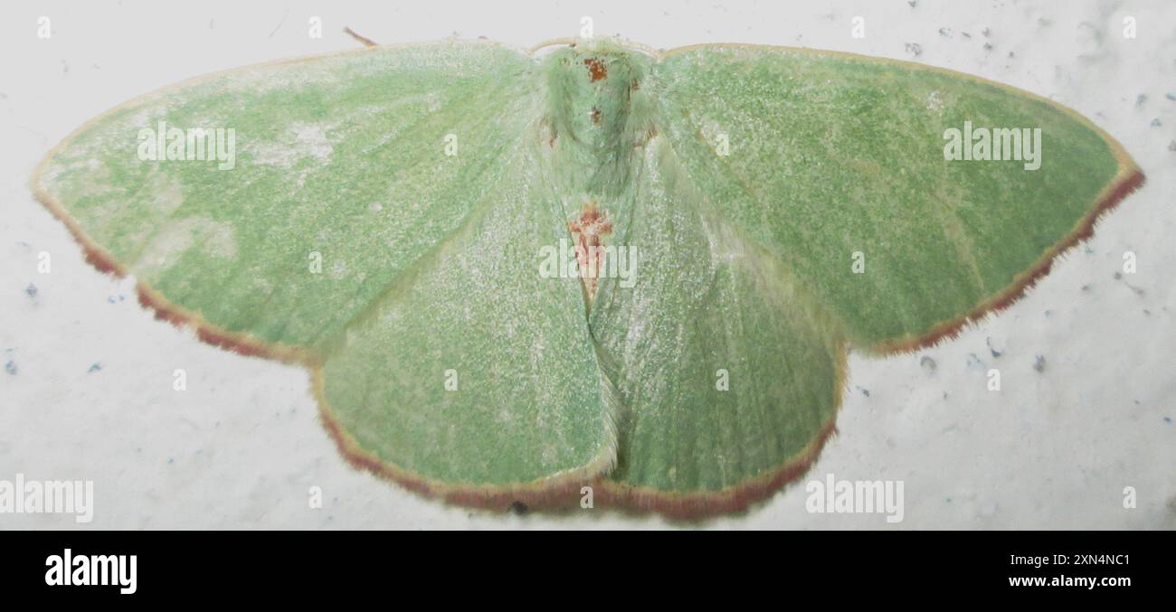 Geometer Moths (Geometridae) Insecta Stock Photo - Alamy