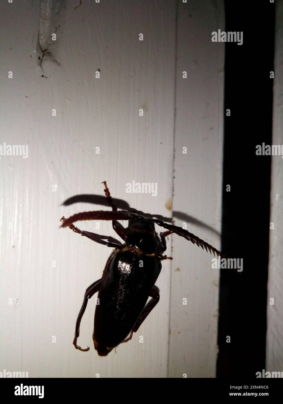 Prionus imbricornis hi-res stock photography and images - Alamy