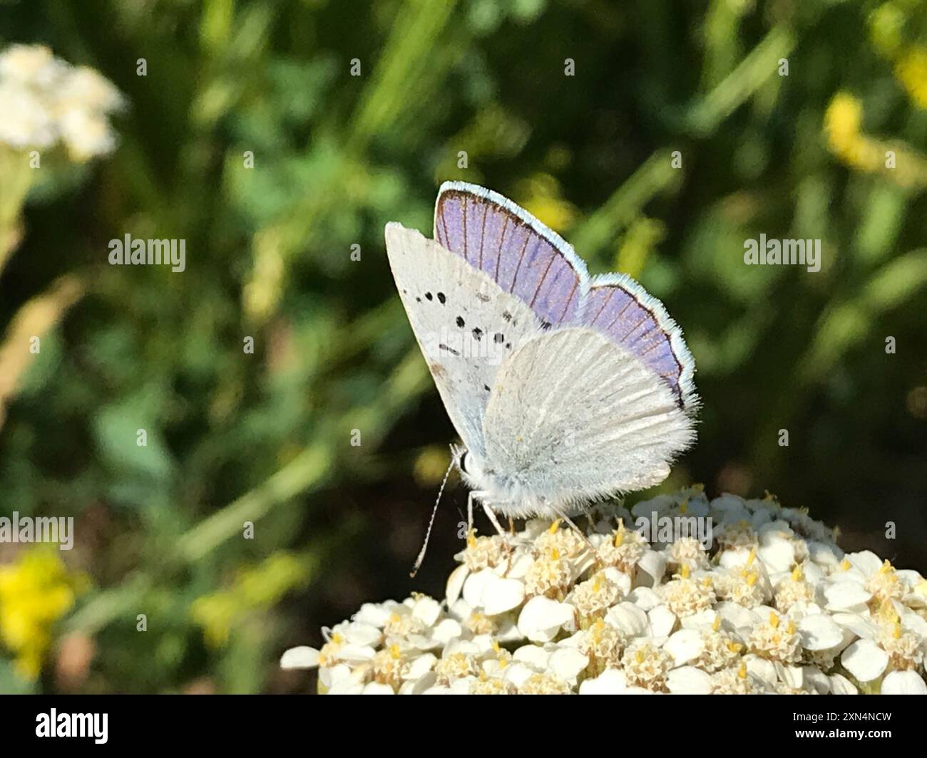 Blue Copper (Tharsalea heteronea) Insecta Stock Photo - Alamy