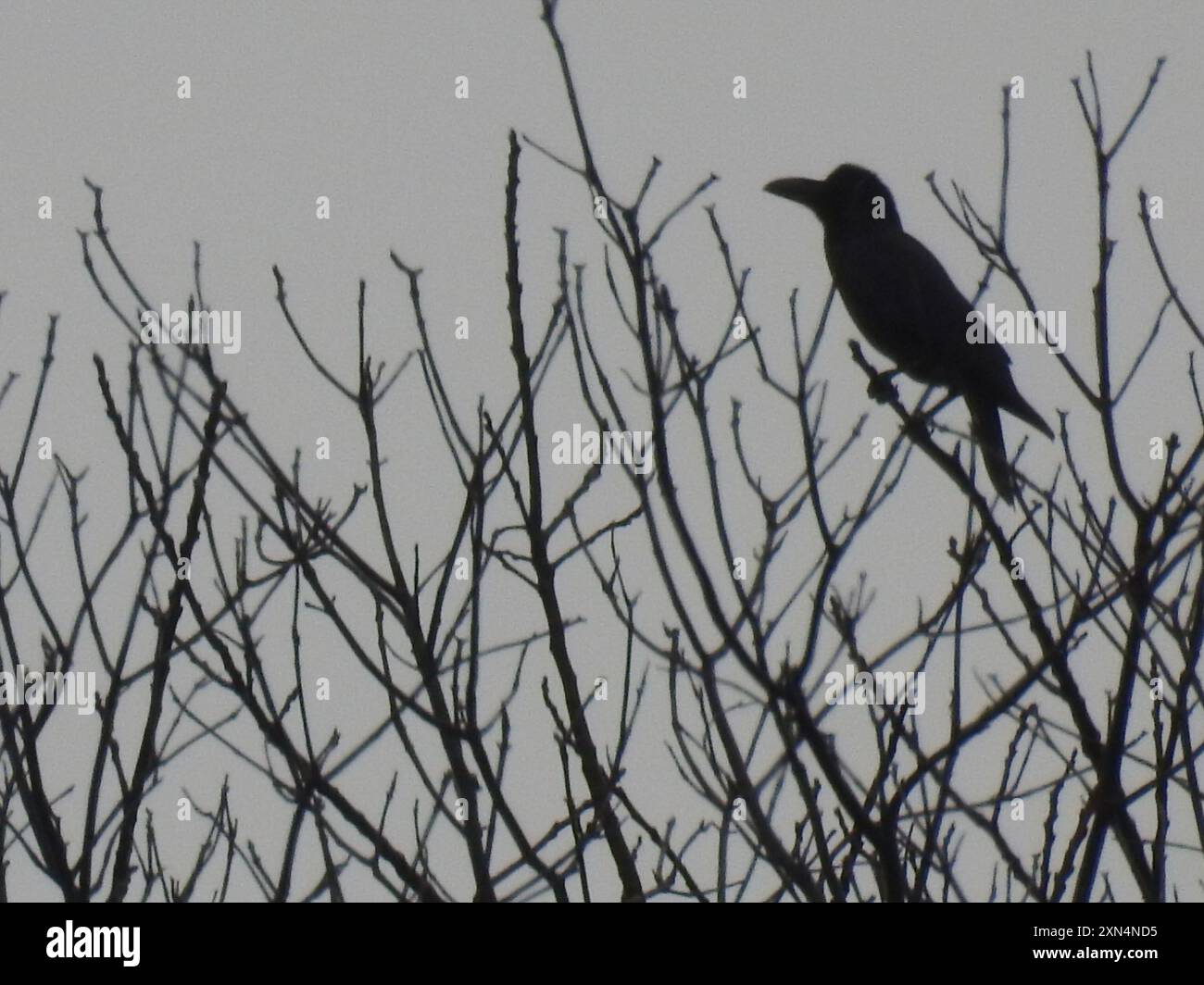 Large-billed Crow (Corvus macrorhynchos) Aves Stock Photo - Alamy