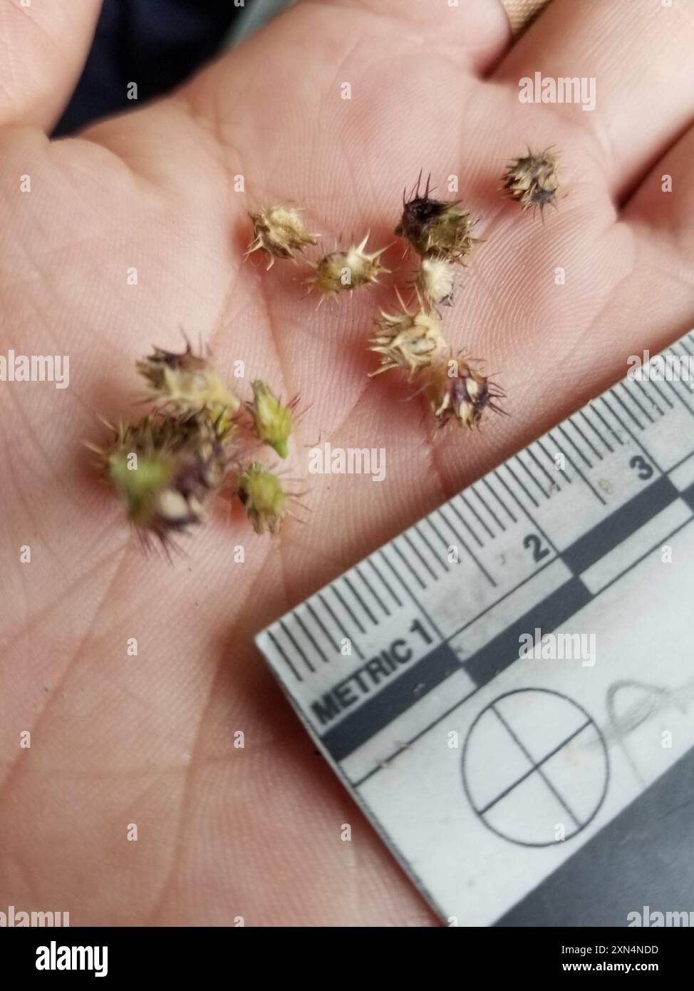 Southern Sandbur (Cenchrus echinatus) Plantae Stock Photo - Alamy