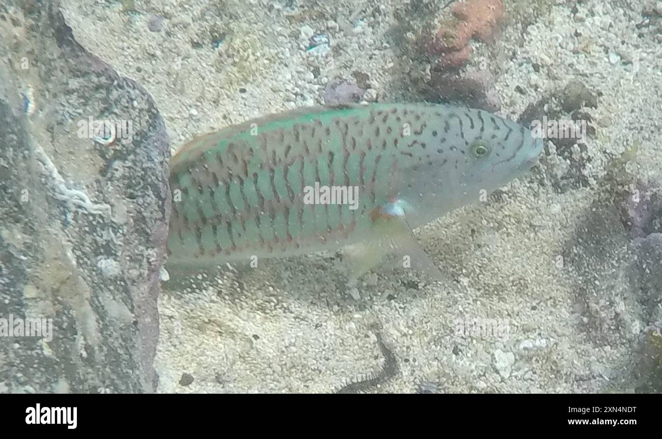 Christmas Wrasse (Thalassoma trilobatum) Actinopterygii Stock Photo - Alamy