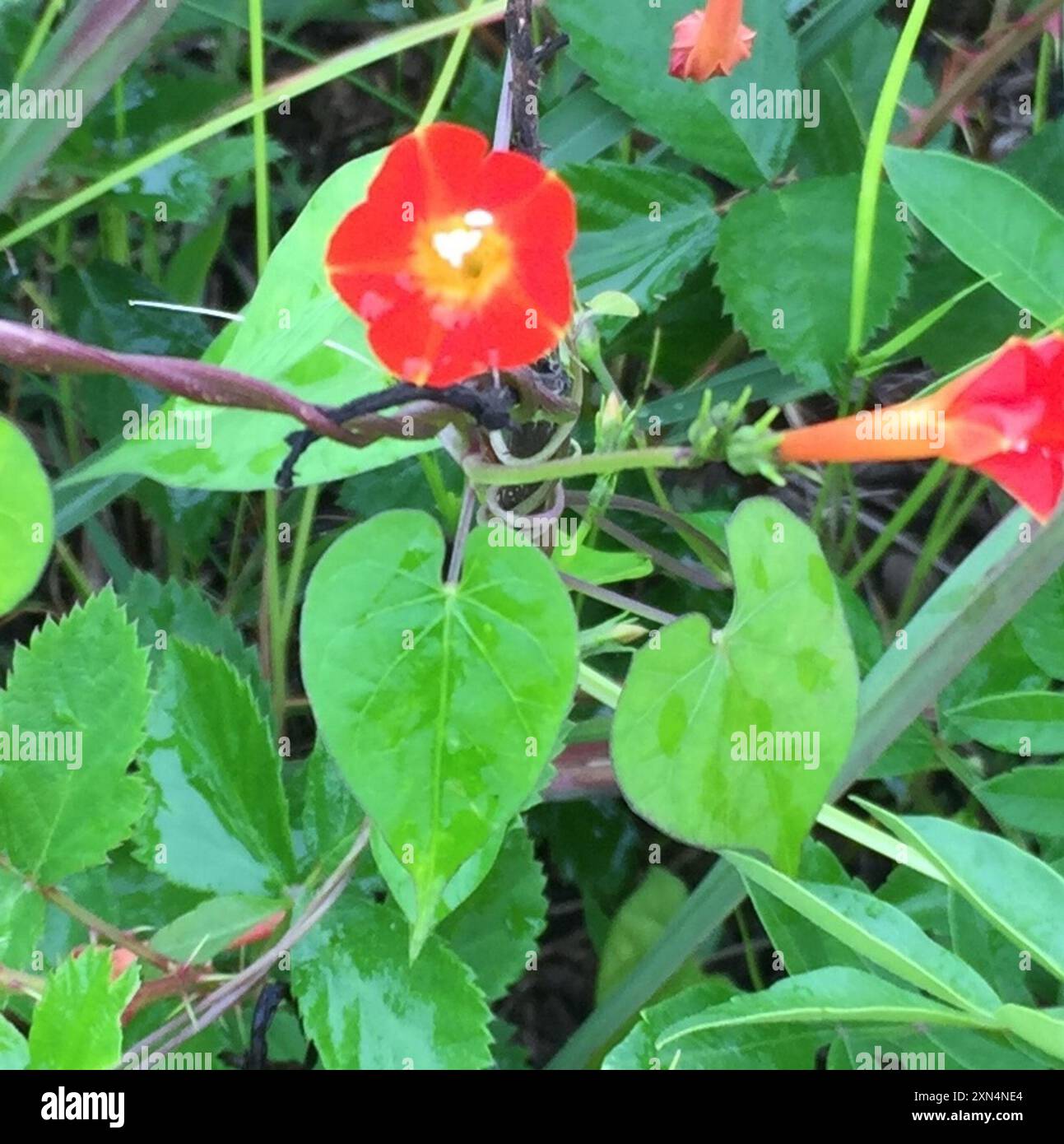 red morning glory (Ipomoea coccinea) Plantae Stock Photo - Alamy