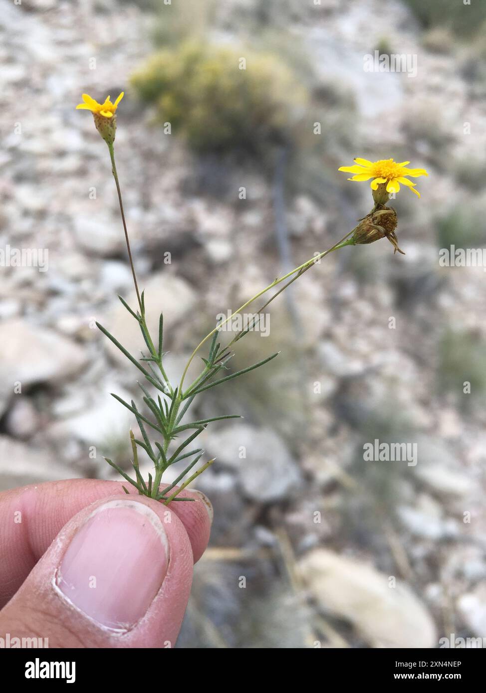 Parralena (Thymophylla pentachaeta) Plantae Stock Photo - Alamy