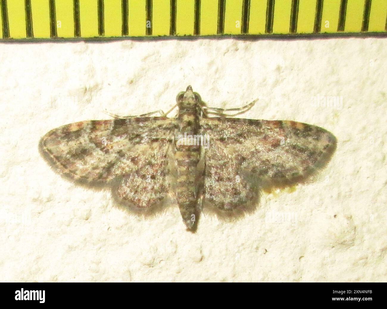 Geometer Moths (Geometridae) Insecta Stock Photo - Alamy