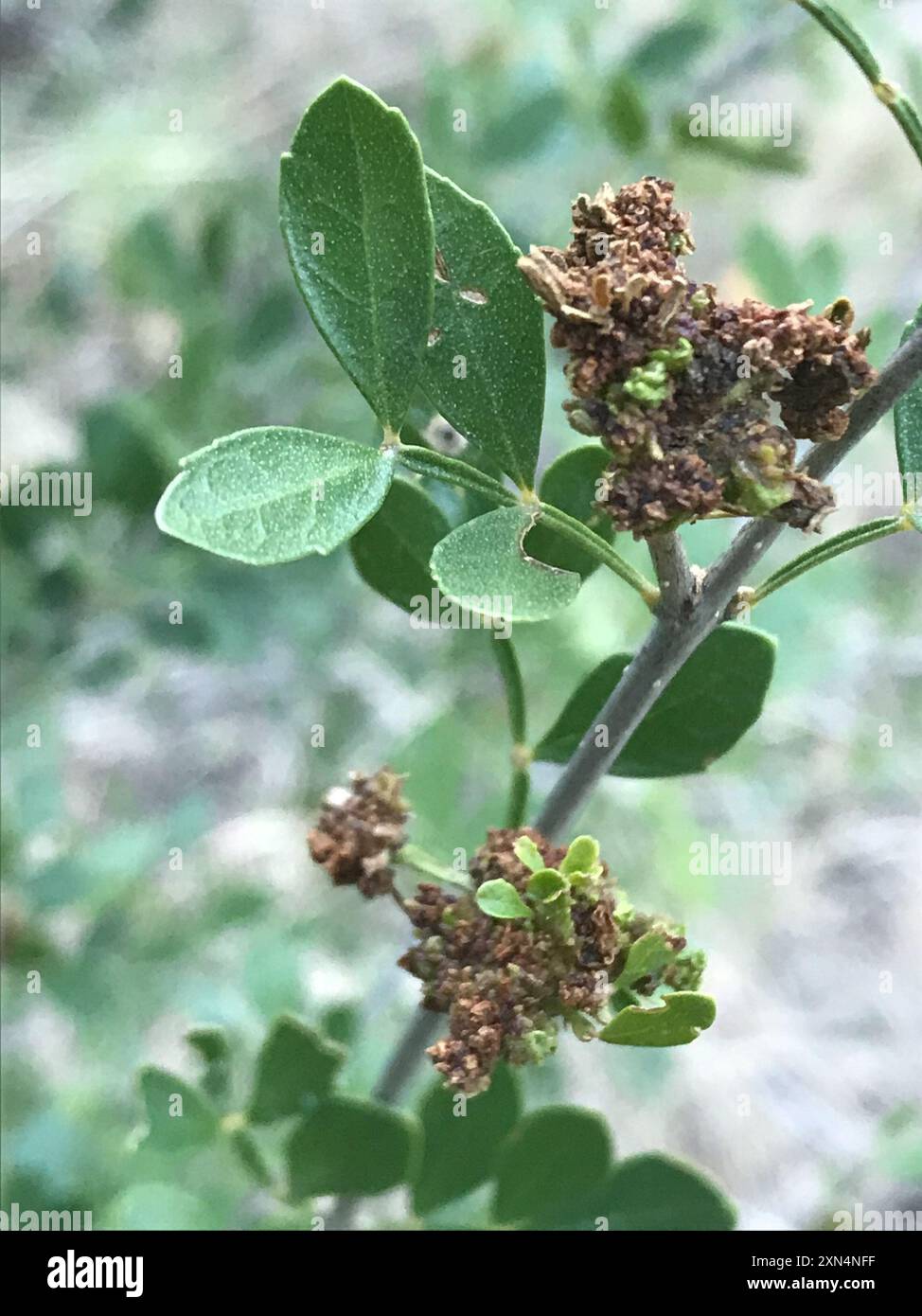 Gregg's Ash (Fraxinus greggii) Plantae Stock Photo - Alamy