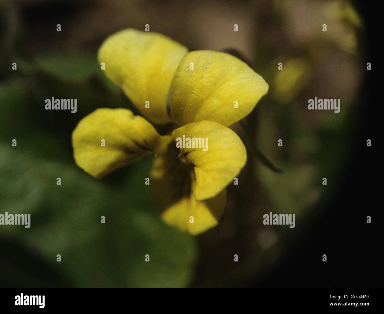 Round-leaved Violet (Viola rotundifolia) Plantae Stock Photo - Alamy