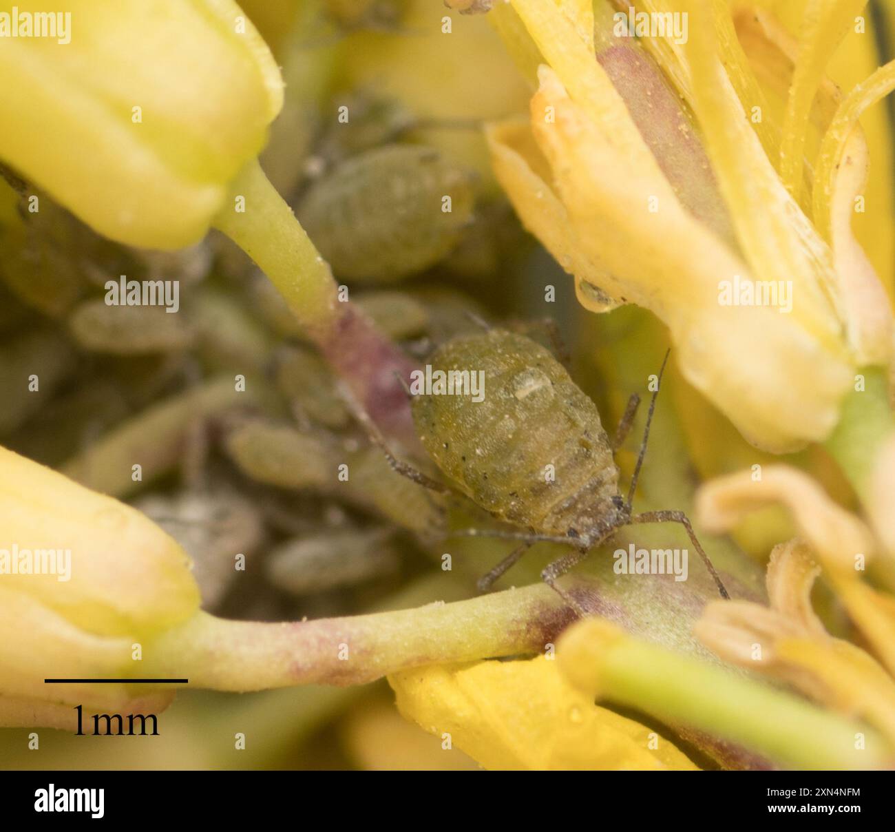 Turnip Aphid (Lipaphis pseudobrassicae) Insecta Stock Photo - Alamy