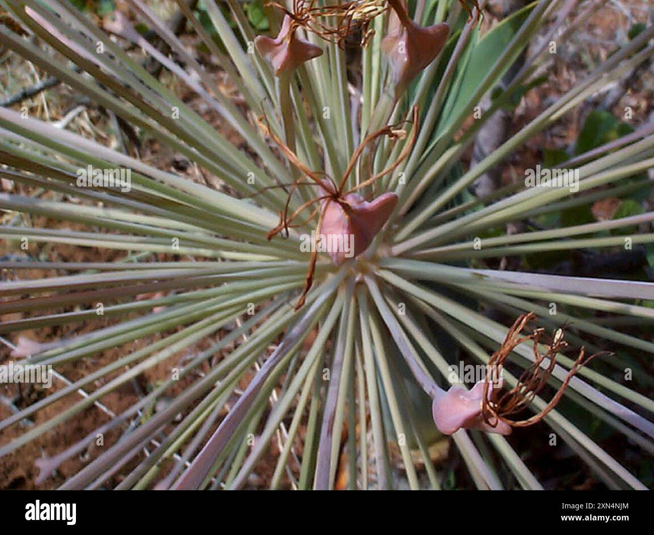 Poison-bulb (Boophone disticha) Plantae Stock Photo - Alamy