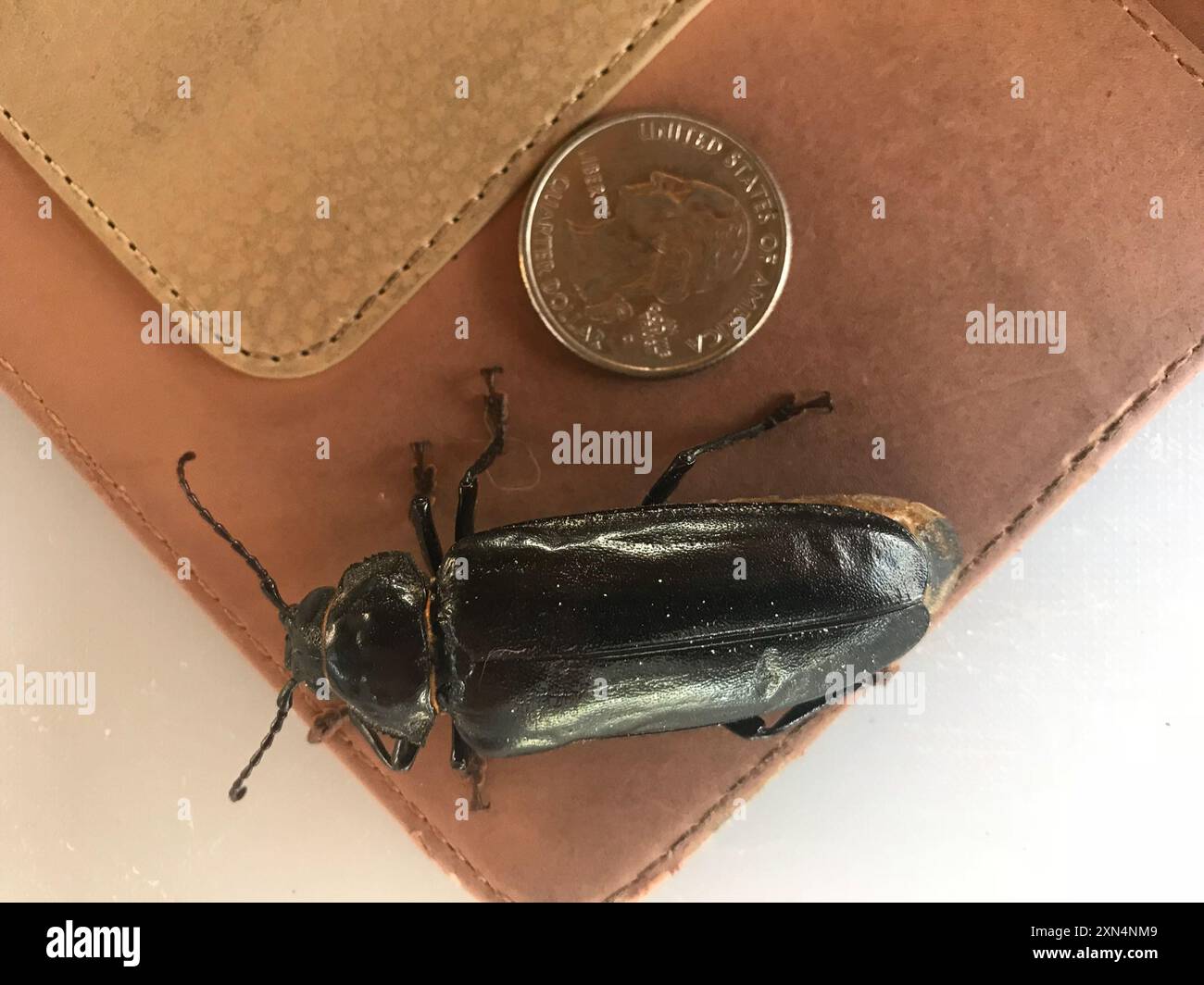 Live-oak Root Borer (Archodontes melanopus) Insecta Stock Photo - Alamy