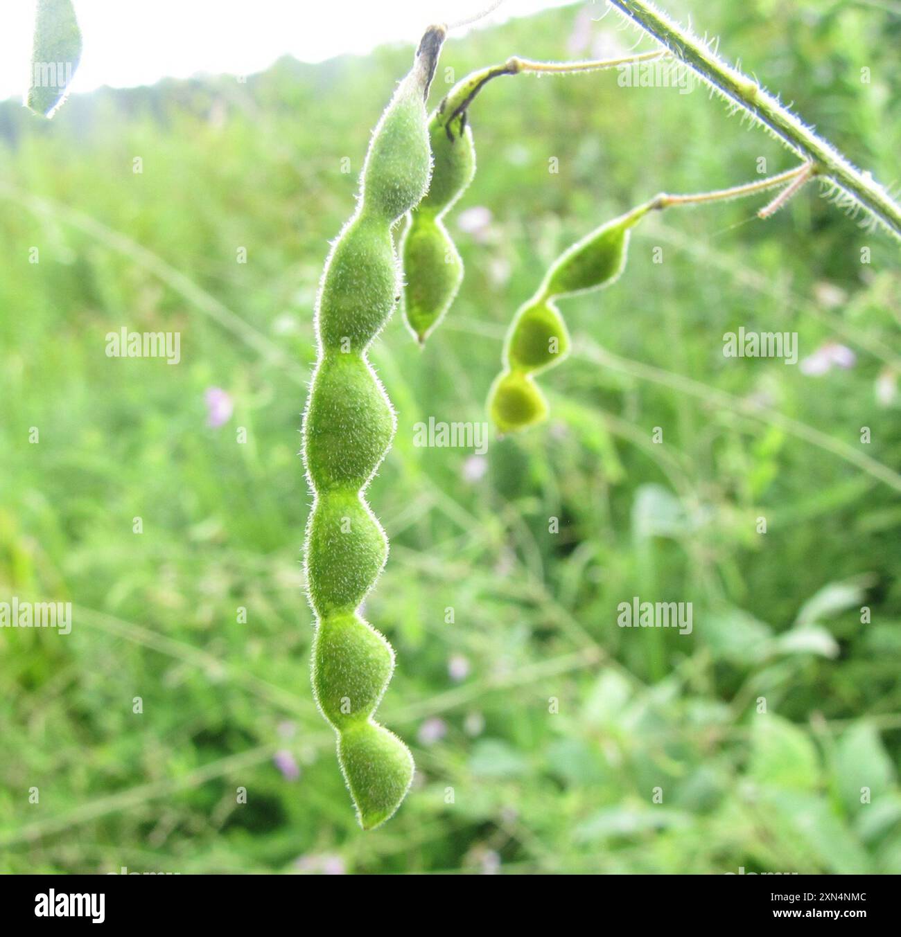 panicled ticktrefoil (Desmodium paniculatum) Plantae Stock Photo - Alamy