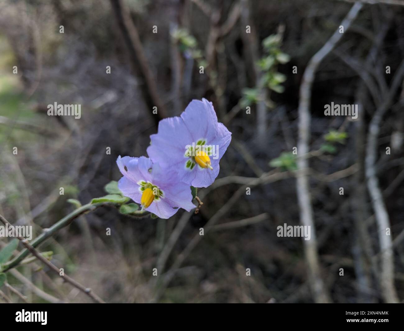 purple nightshade (Solanum xanti) Plantae Stock Photo - Alamy
