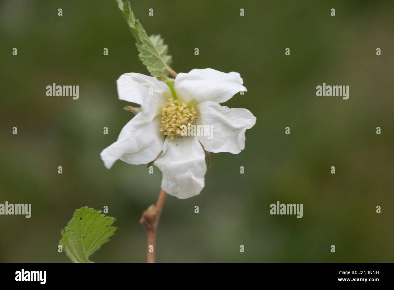 Rocky Mountain raspberry (Rubus deliciosus) Plantae Stock Photo - Alamy