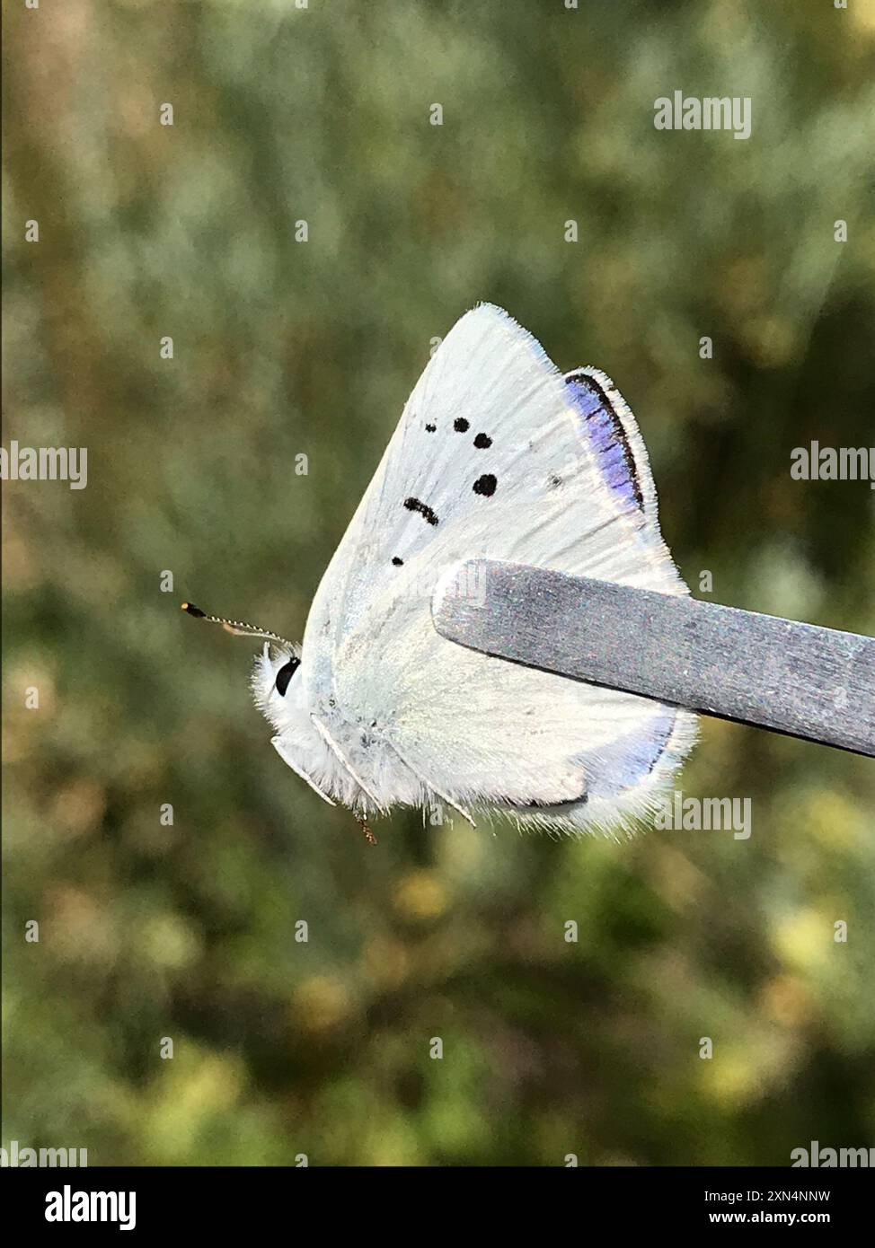 Blue Copper (Tharsalea heteronea) Insecta Stock Photo - Alamy