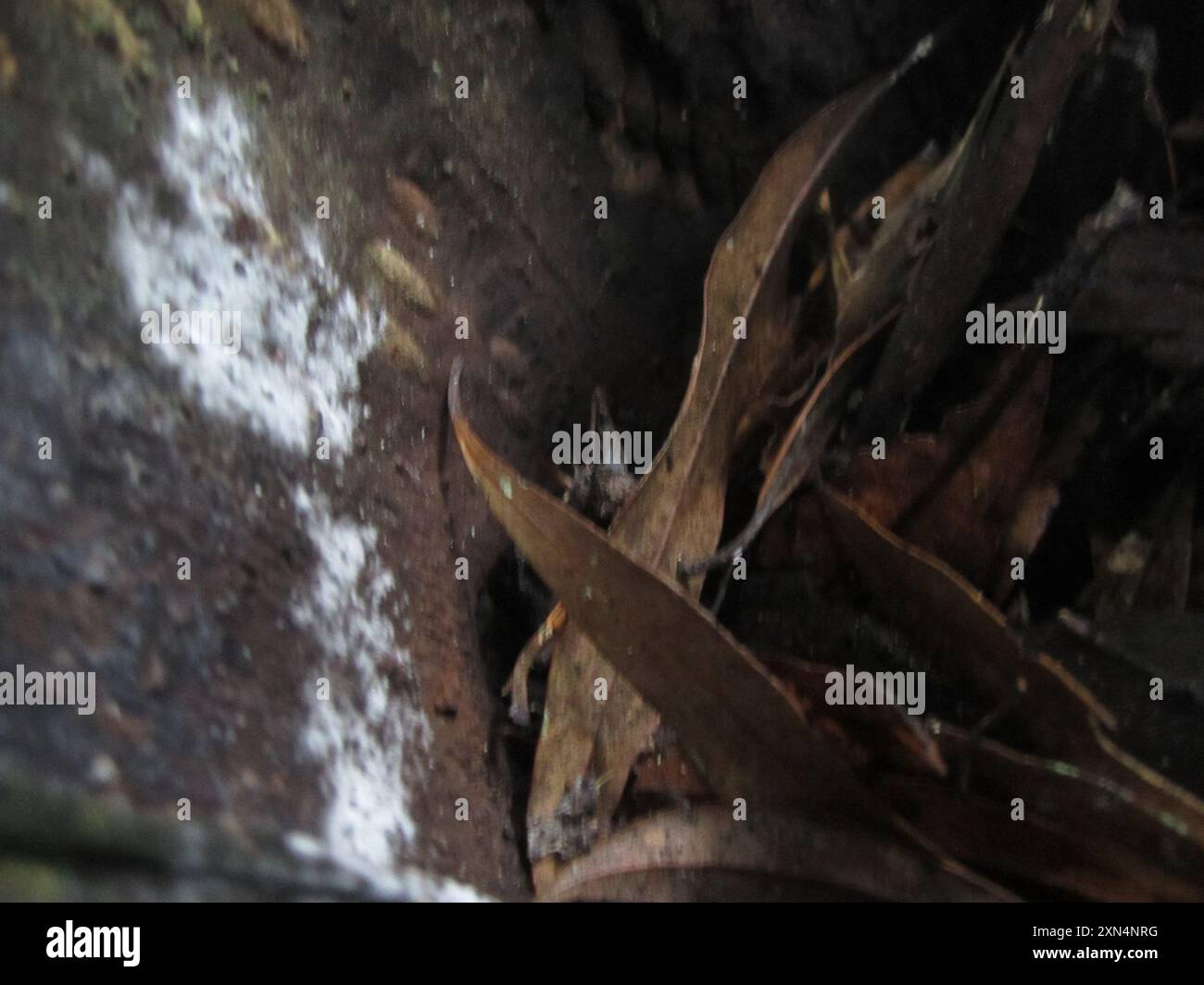 Camel Crickets, Cave Crickets, and Cave Wēta (Rhaphidophoridae) Insecta ...