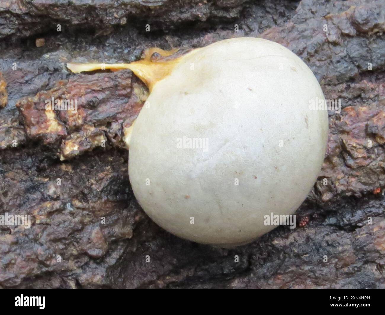 (Lycogala flavofuscum) Protozoa Stock Photo - Alamy