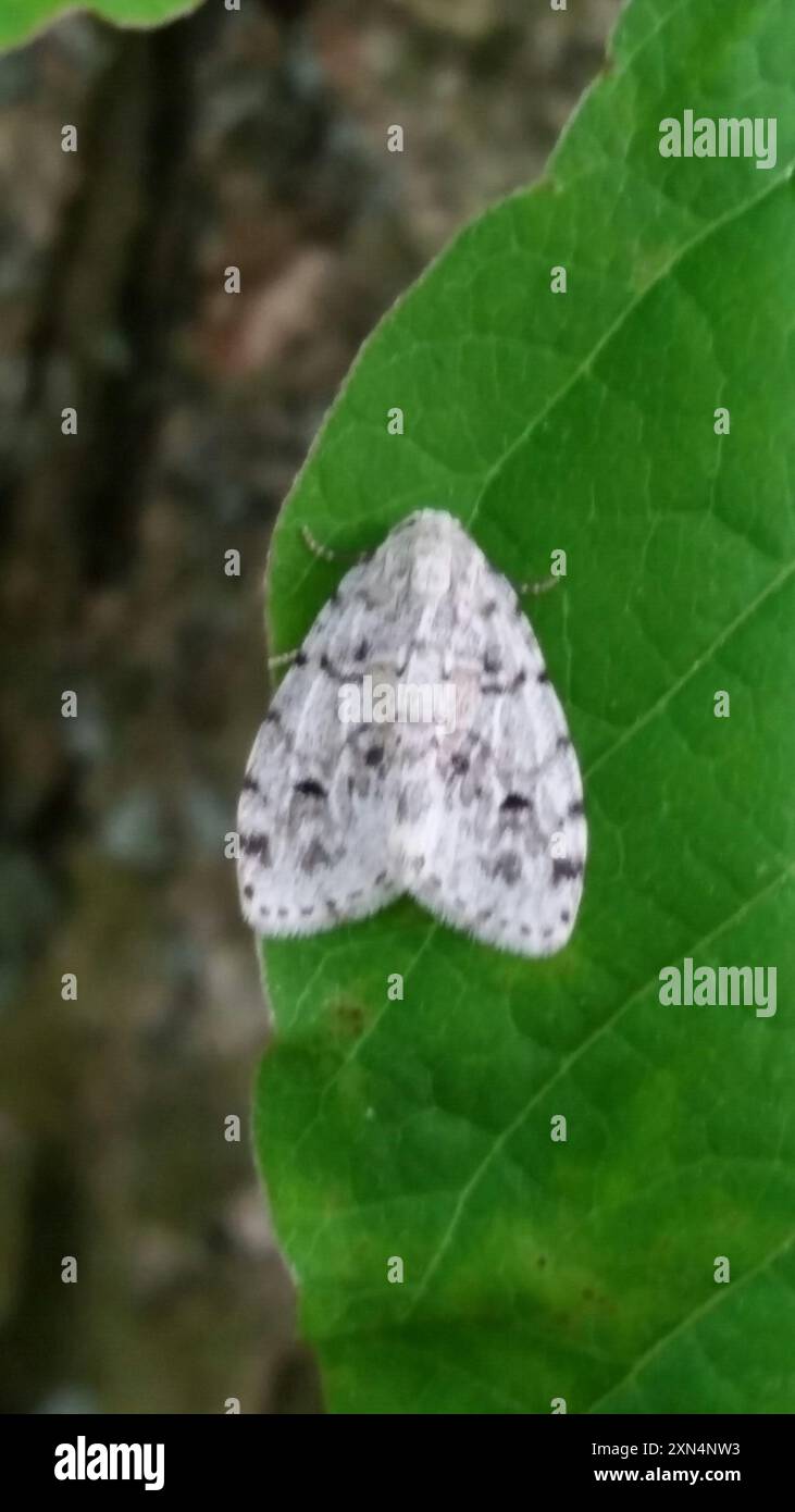 Little White Lichen Moth (Clemensia albata) Insecta Stock Photo - Alamy