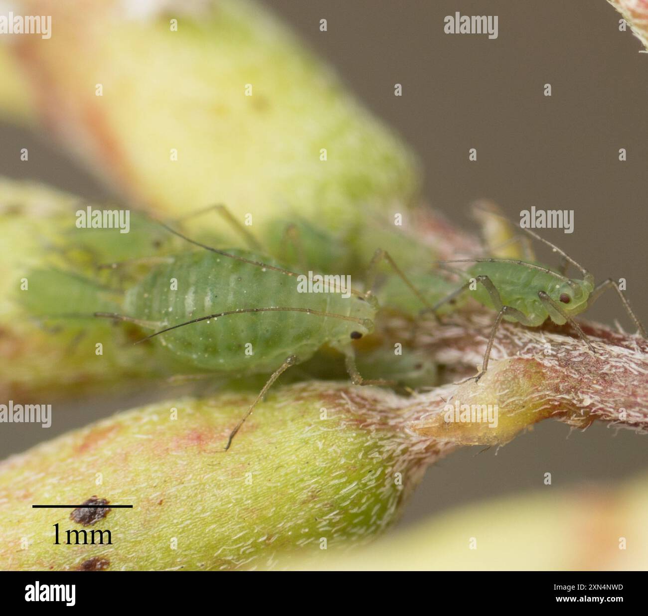 Blue Alfalfa Aphid (Acyrthosiphon kondoi) Insecta Stock Photo - Alamy
