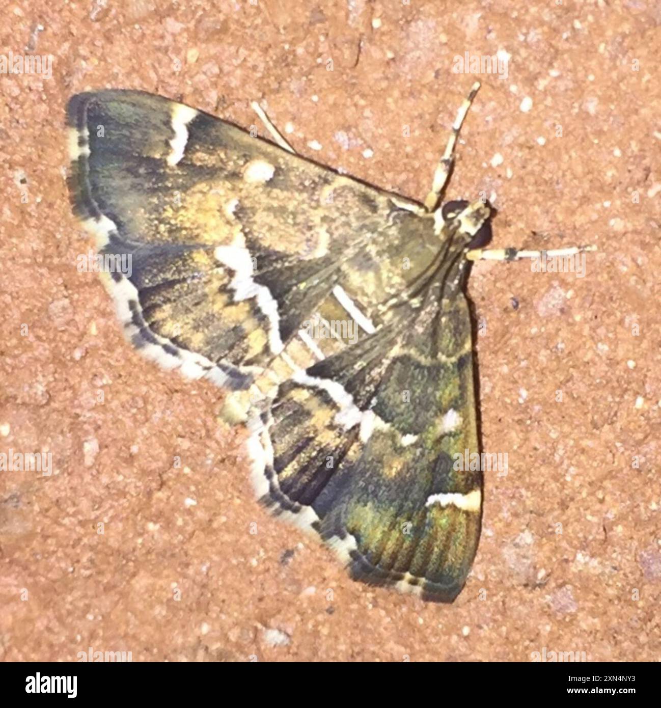 Spotted Beet Webworm Moth (Hymenia perspectalis) Insecta Stock Photo ...