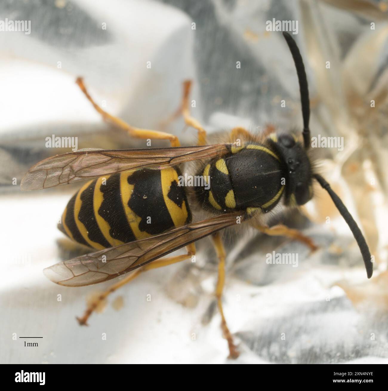 Alaska Yellowjacket (Vespula alascensis) Insecta Stock Photo - Alamy