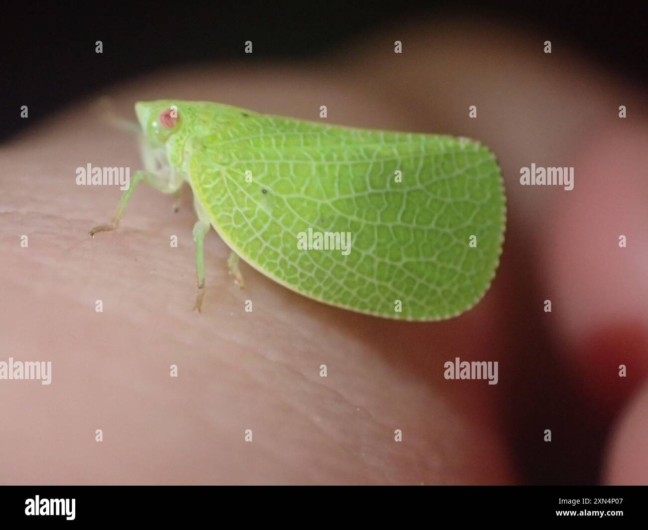Green Cone-headed Planthopper (Acanalonia conica) Insecta Stock Photo ...