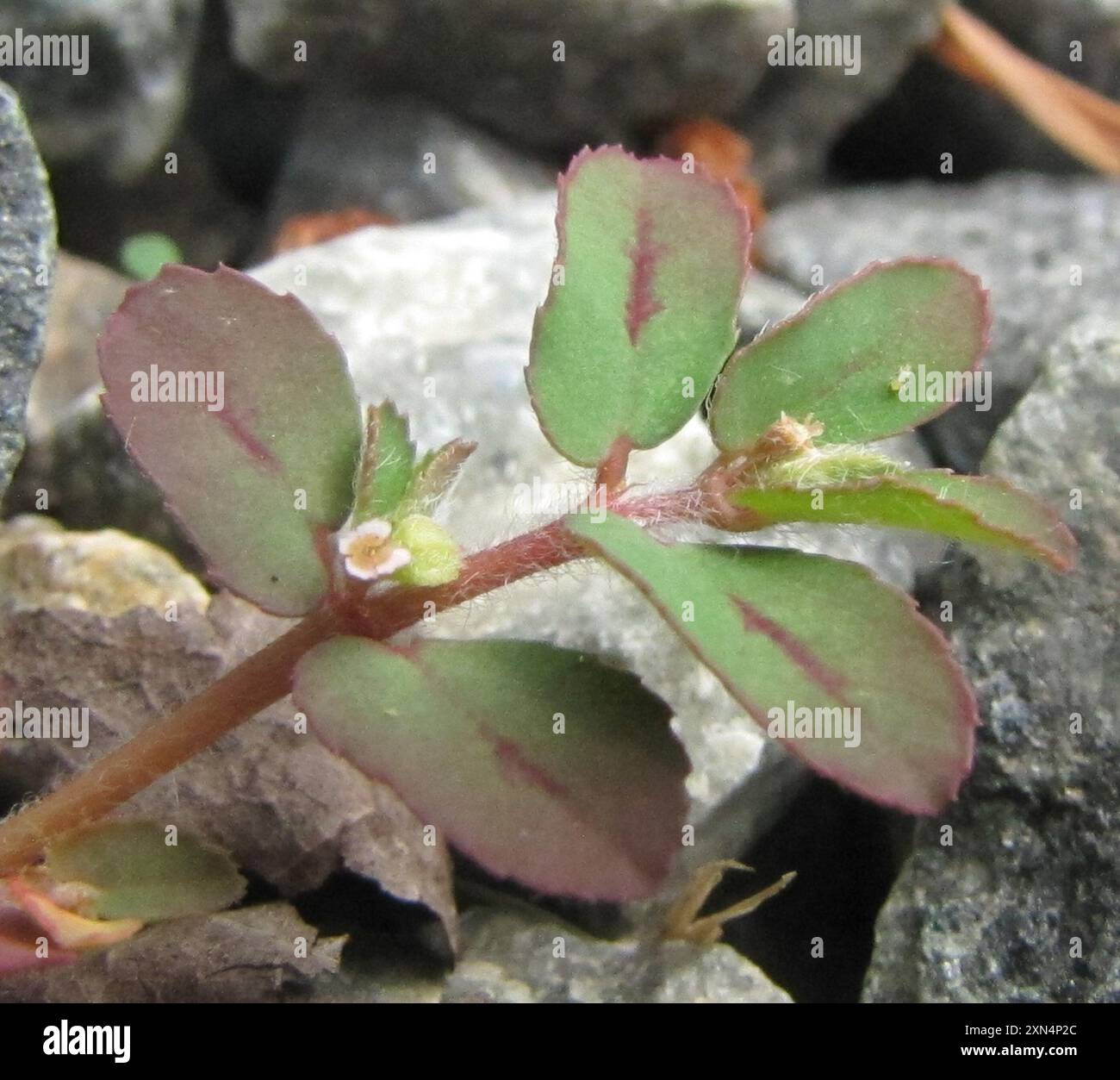 Spotted spurge (Euphorbia maculata) Plantae Stock Photo - Alamy