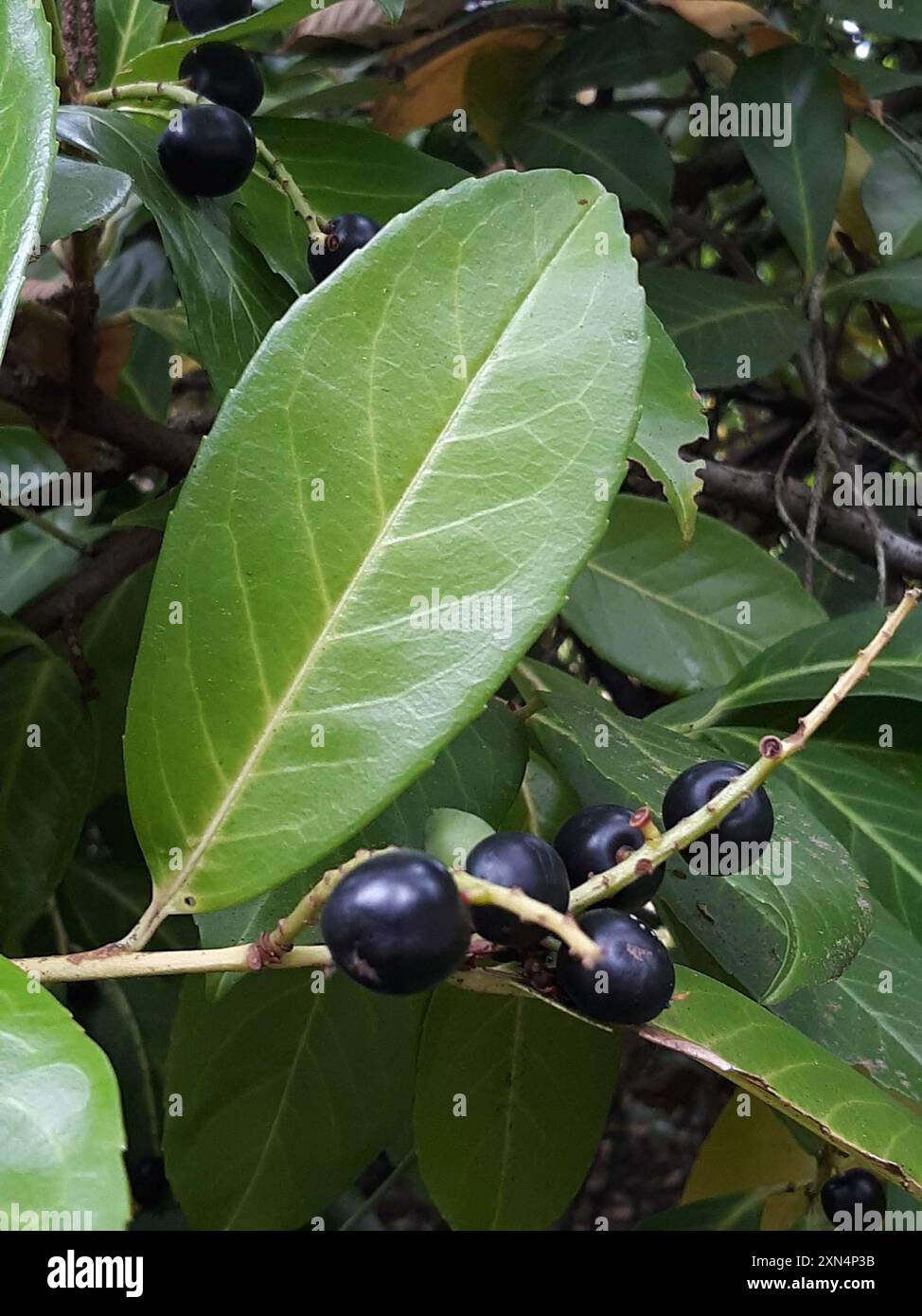 Cherry laurel (Prunus laurocerasus) Plantae Stock Photo - Alamy