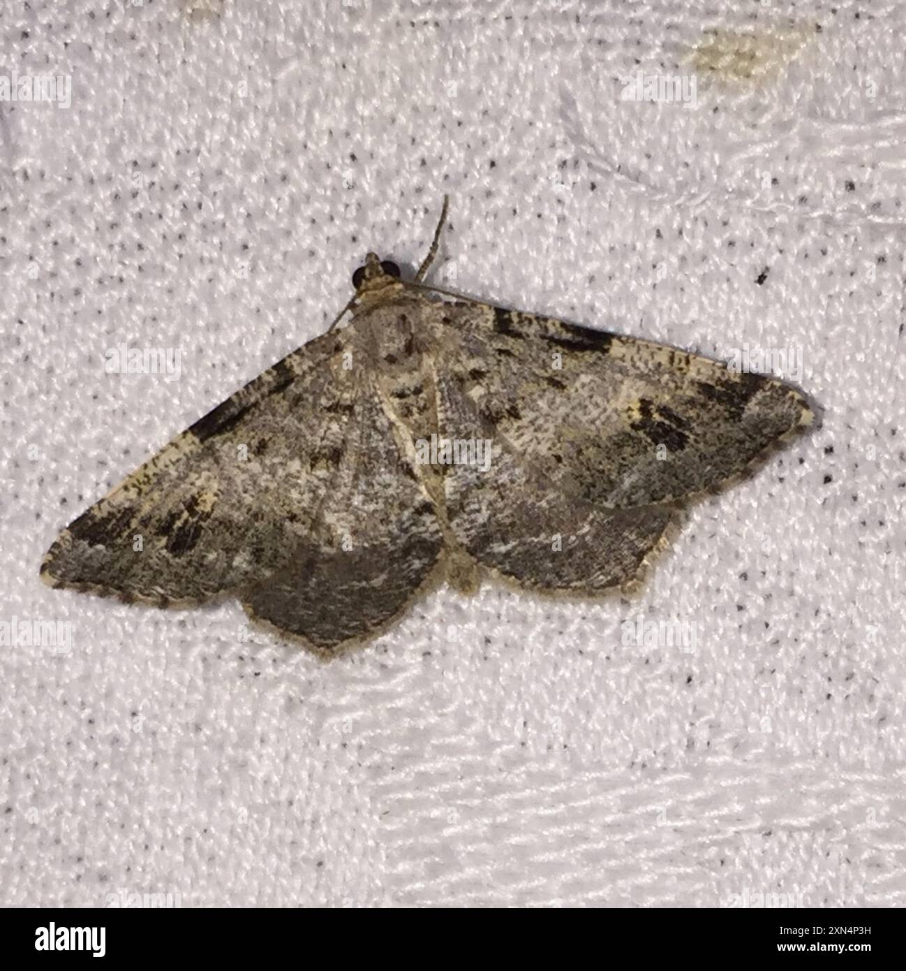 Angle Moths and Allies (Macariini) Insecta Stock Photo - Alamy