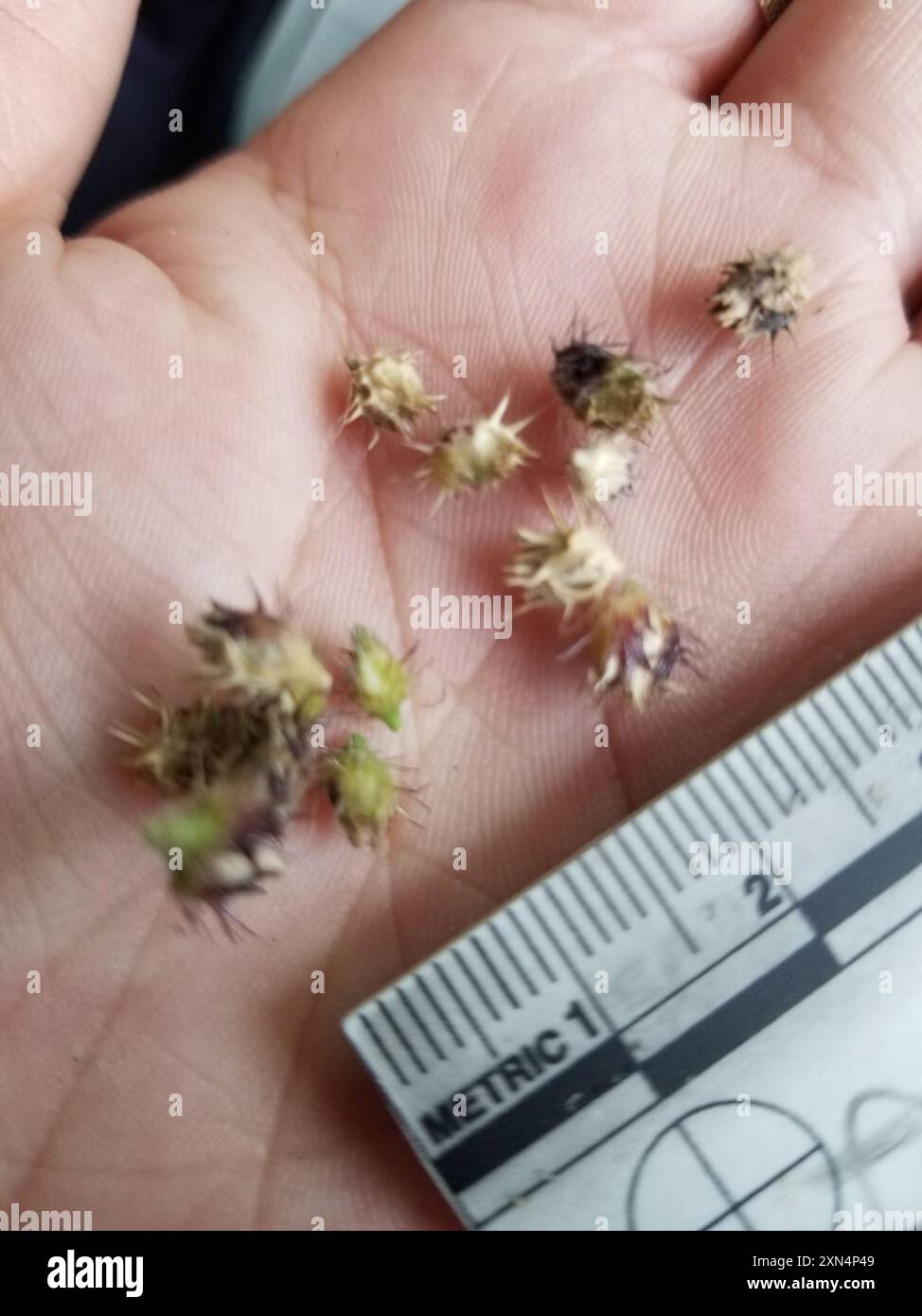 Southern Sandbur (Cenchrus echinatus) Plantae Stock Photo - Alamy