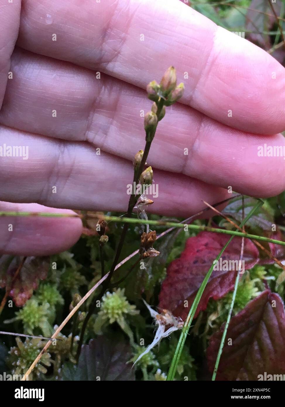Twining Screwstem (Bartonia paniculata) Plantae Stock Photo - Alamy