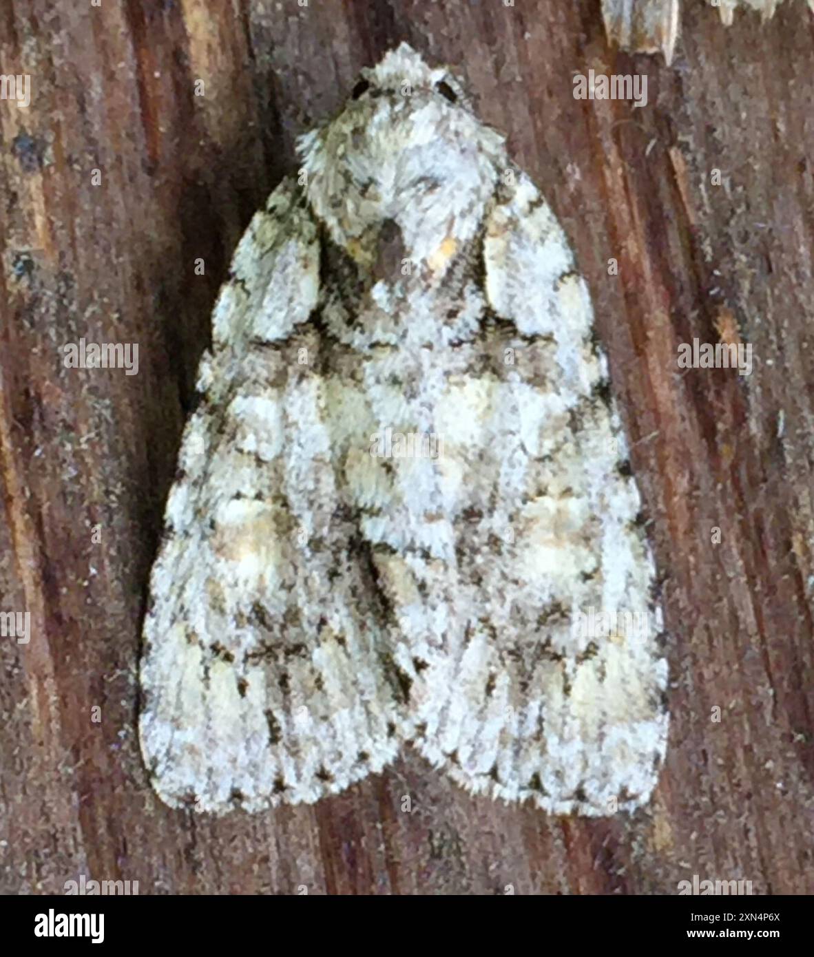 Epauleted Oak Dagger (Acronicta ovata) Insecta Stock Photo - Alamy