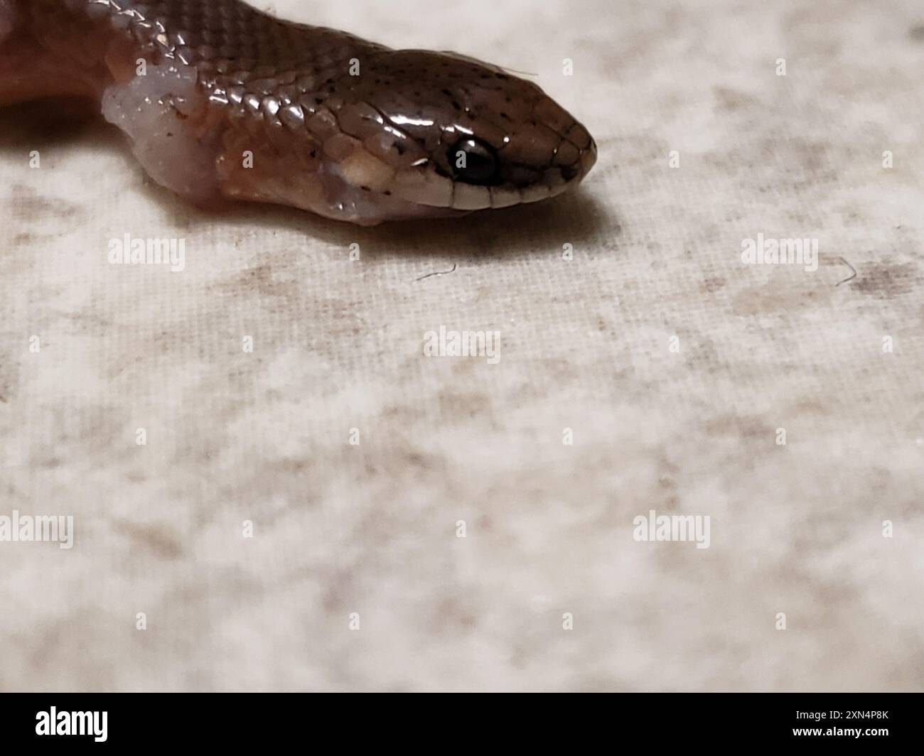 Smooth Earthsnake (Virginia valeriae) Reptilia Stock Photo - Alamy