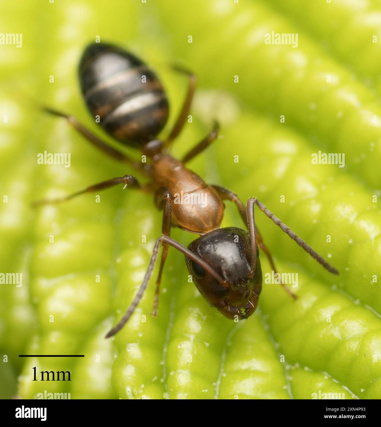 Essig's Carpenter Ant (Camponotus essigi) Insecta Stock Photo - Alamy