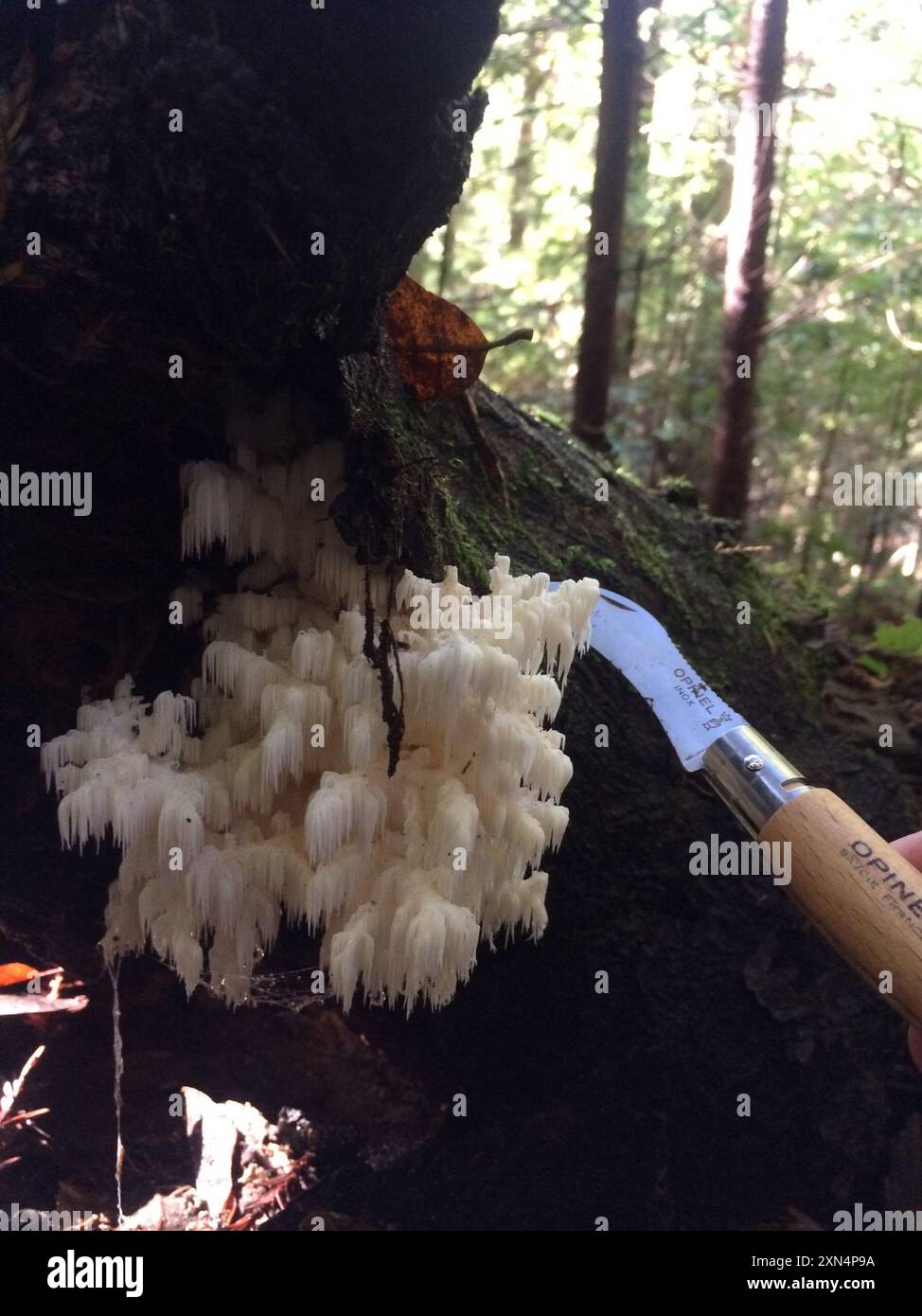 Coral tooth fungus (Hericium coralloides) Fungi Stock Photo - Alamy